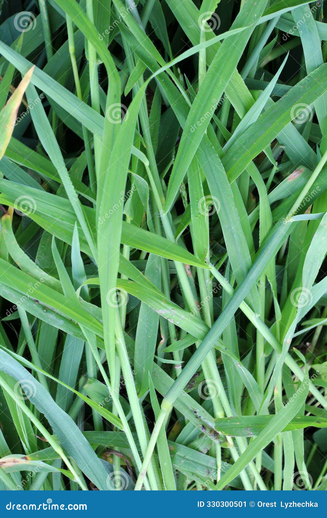 In the Field, Like a Weed, Grows Digitaria Sanguinalis Stock Image - Image of seed, weed: 330300501