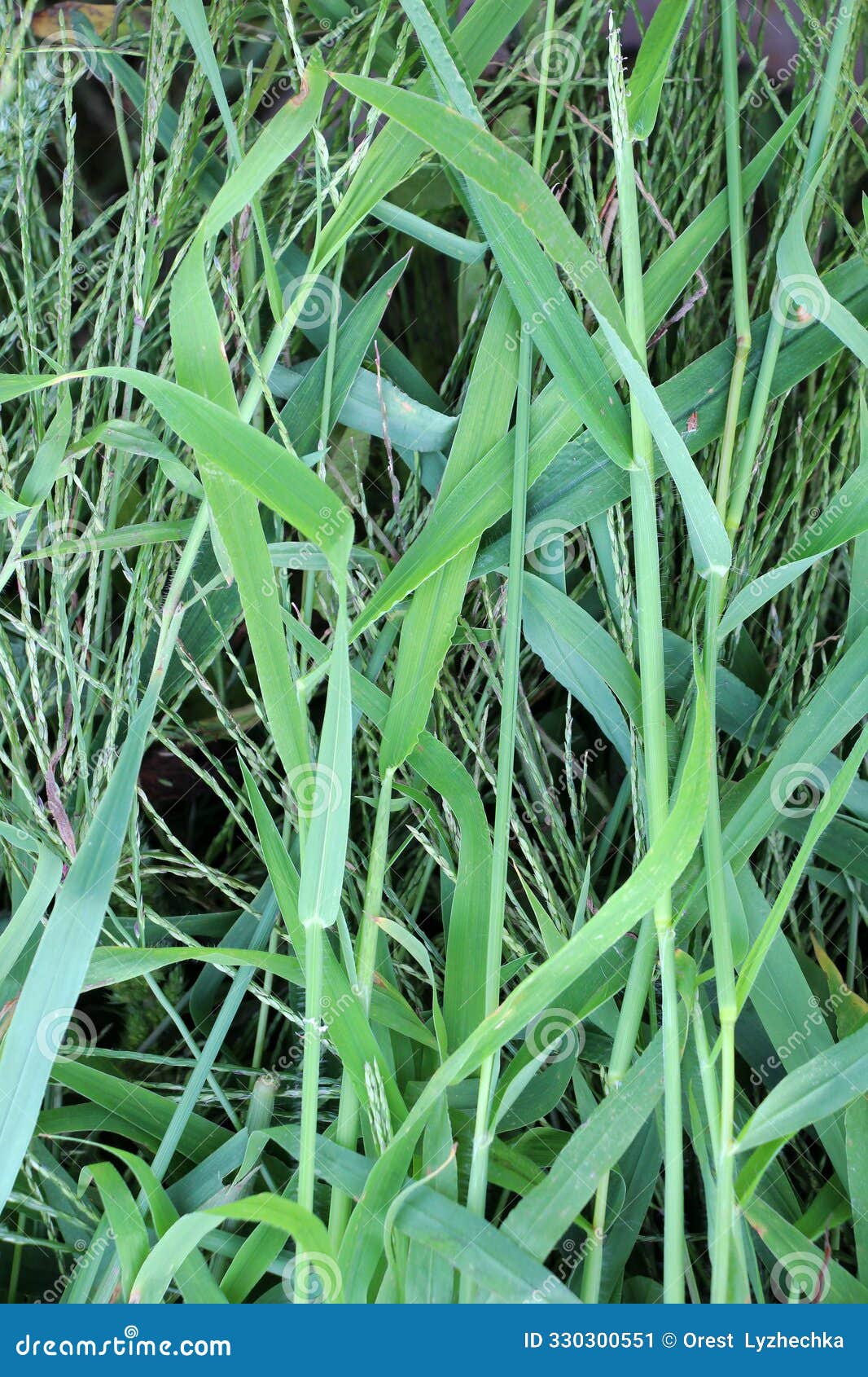 In the Field, Like a Weed, Grows Digitaria Sanguinalis Stock Image ...