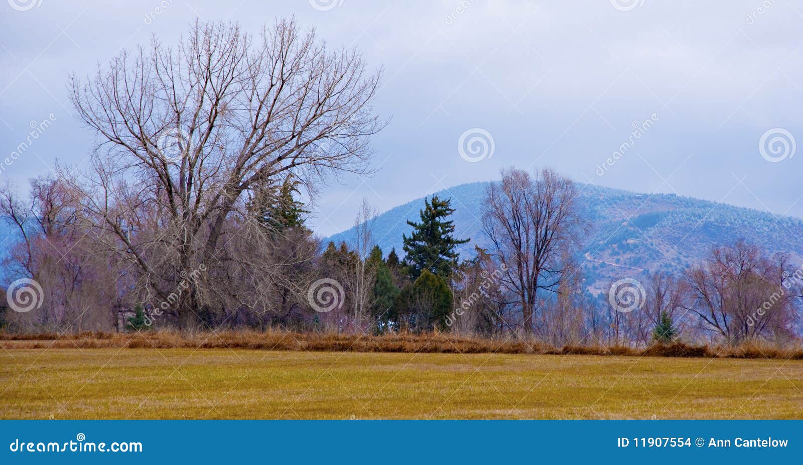 Field and Line of Trees in Winter Stock Photo - Image of arid, green ...