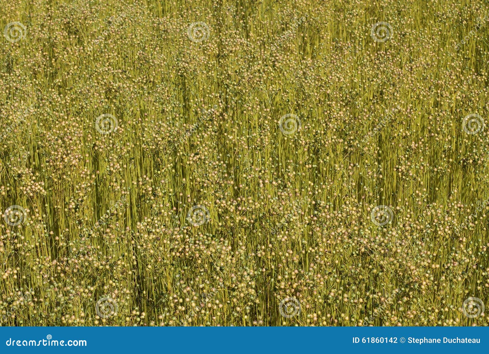 Field of linen stock photo. Image of grass, close, summer - 61860142