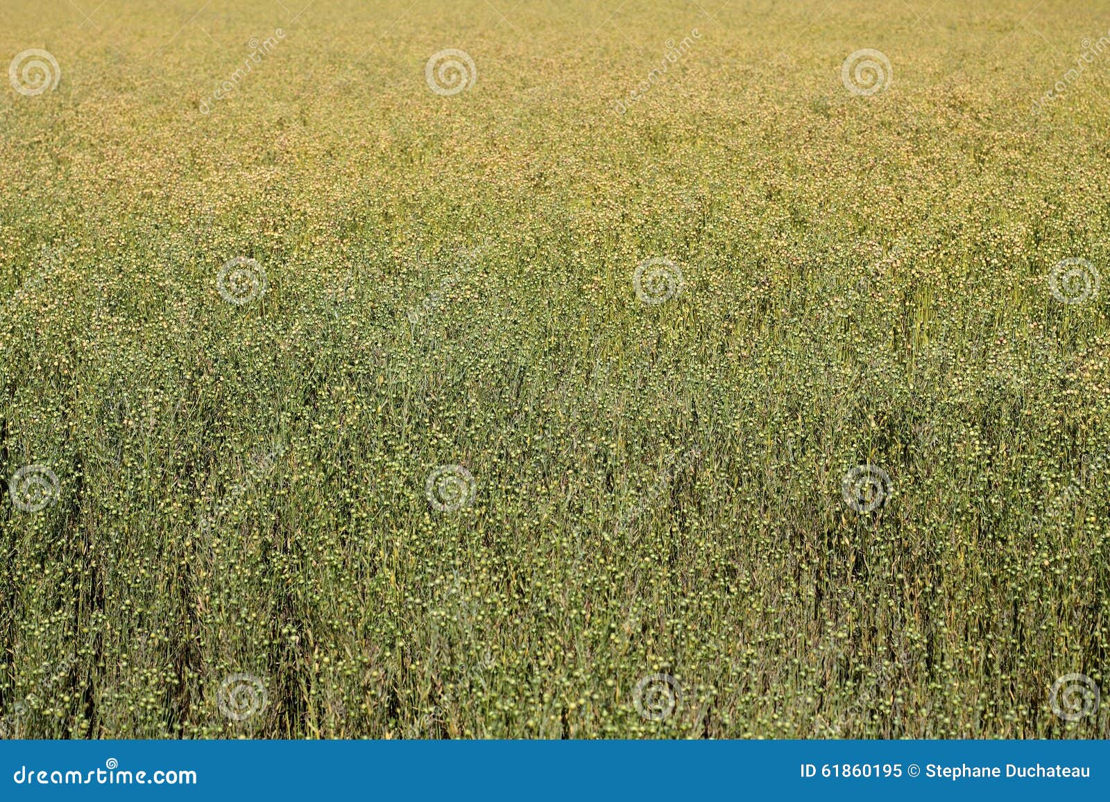 Field of linen stock image. Image of camp, tretat, green - 61860195