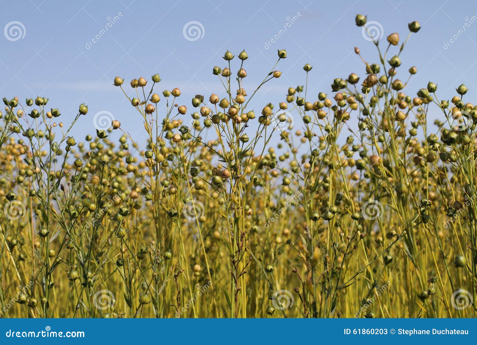 Field of linen stock image. Image of france, cloud, horizon - 61860203