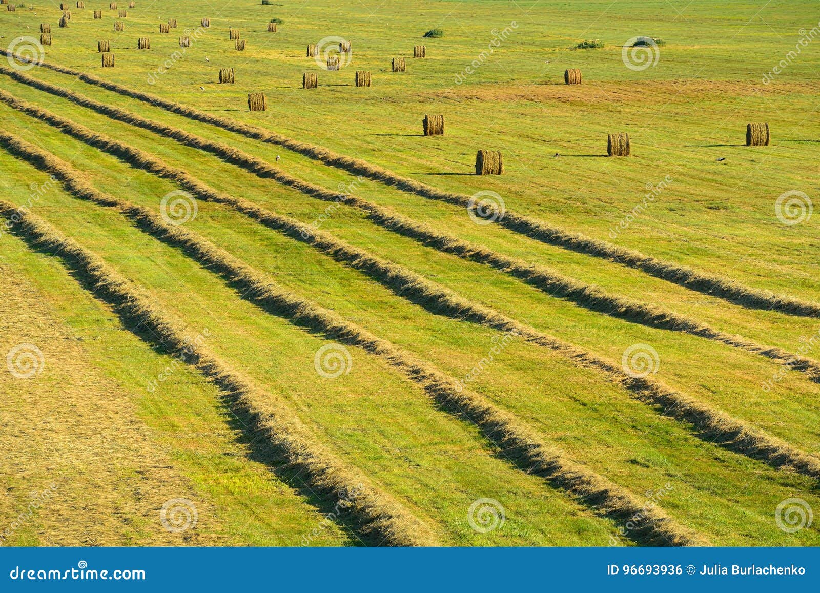 Field with Lines of Drying Straw and Round Stacks of Beveled Wheat ...