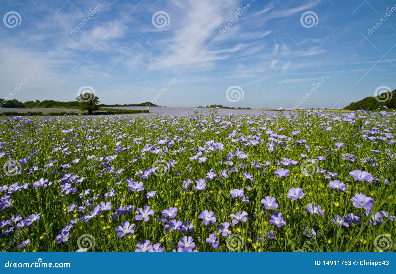 Field of Linseed or Flax in Flower Stock Image - Image of crop, growth ...