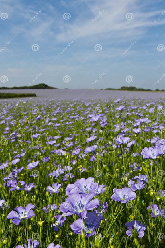 Field of Linseed or Flax in Flower Stock Image - Image of blue, closeup ...