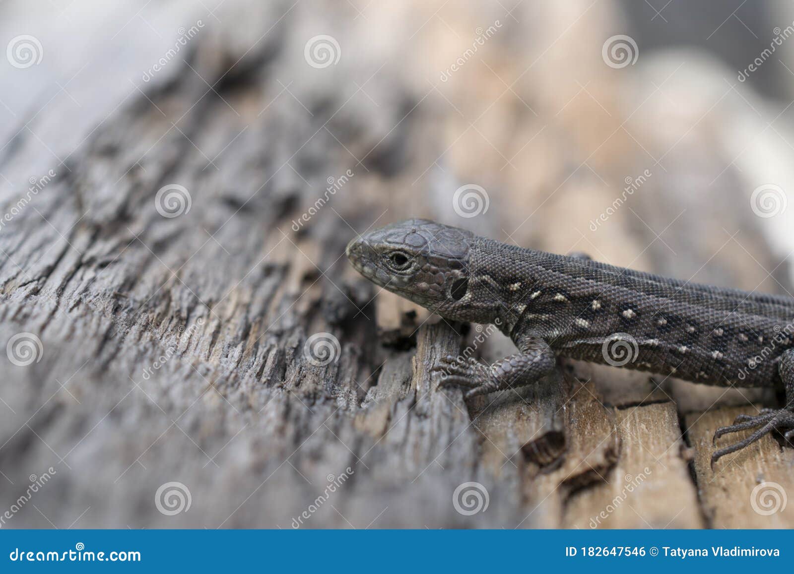 Field lizard on a tree. stock photo. Image of bokeh - 182647546