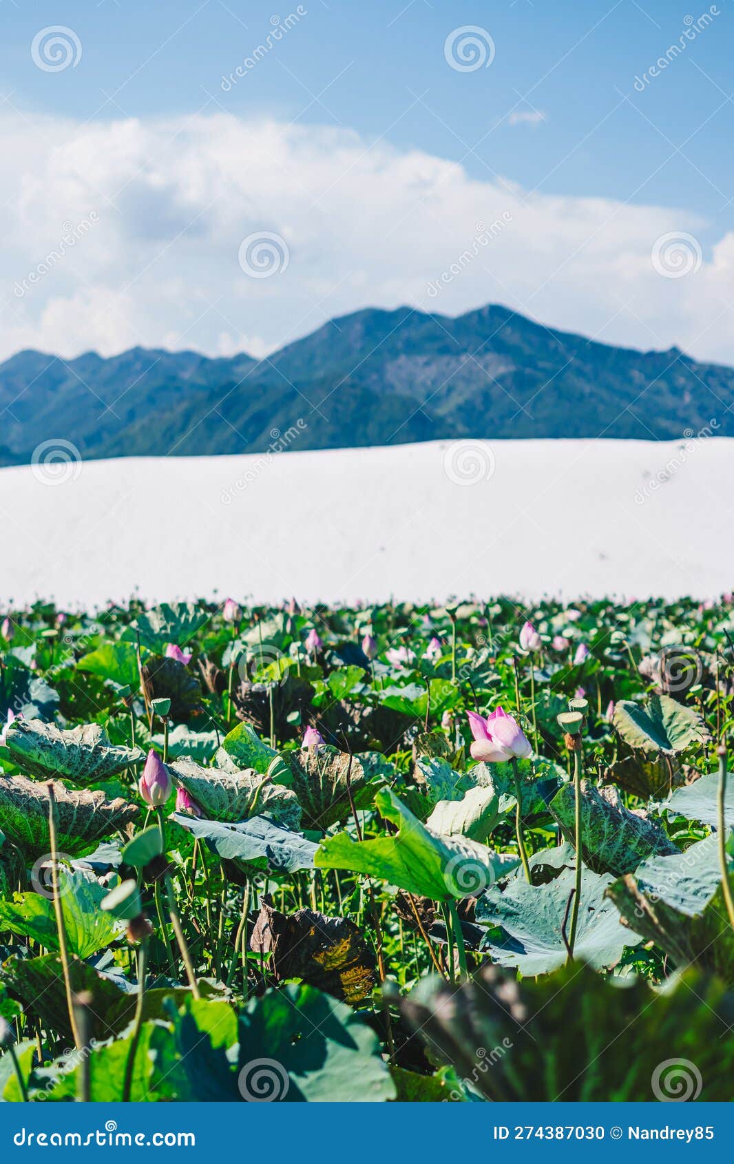 A Field of Lotus Flowers in Front of a Mountain Stock Photo - Image of ...