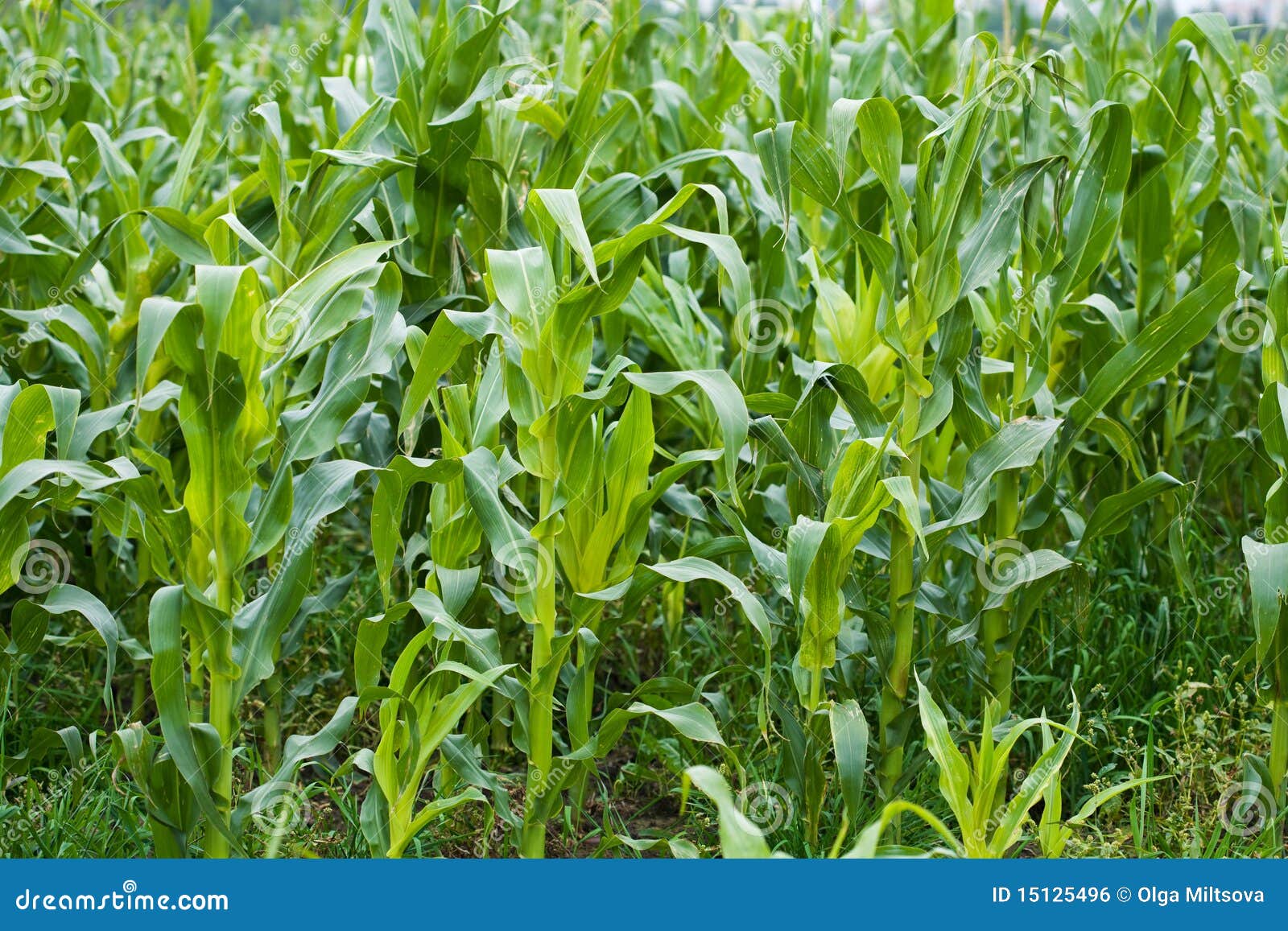Field of maize stock photo. Image of agriculture, freshness - 15125496