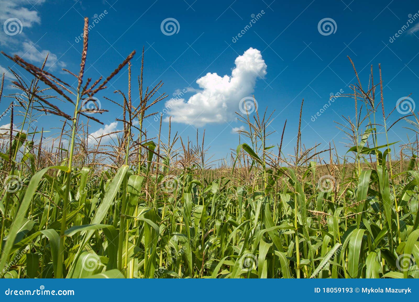 Field with maize stock image. Image of bright, meadow - 18059193