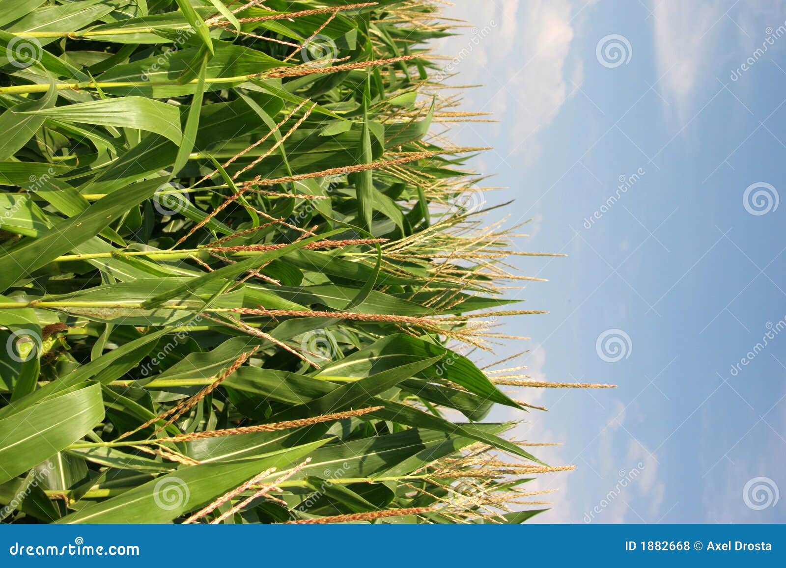 Field of Maize stock photo. Image of fields, agriculture - 1882668