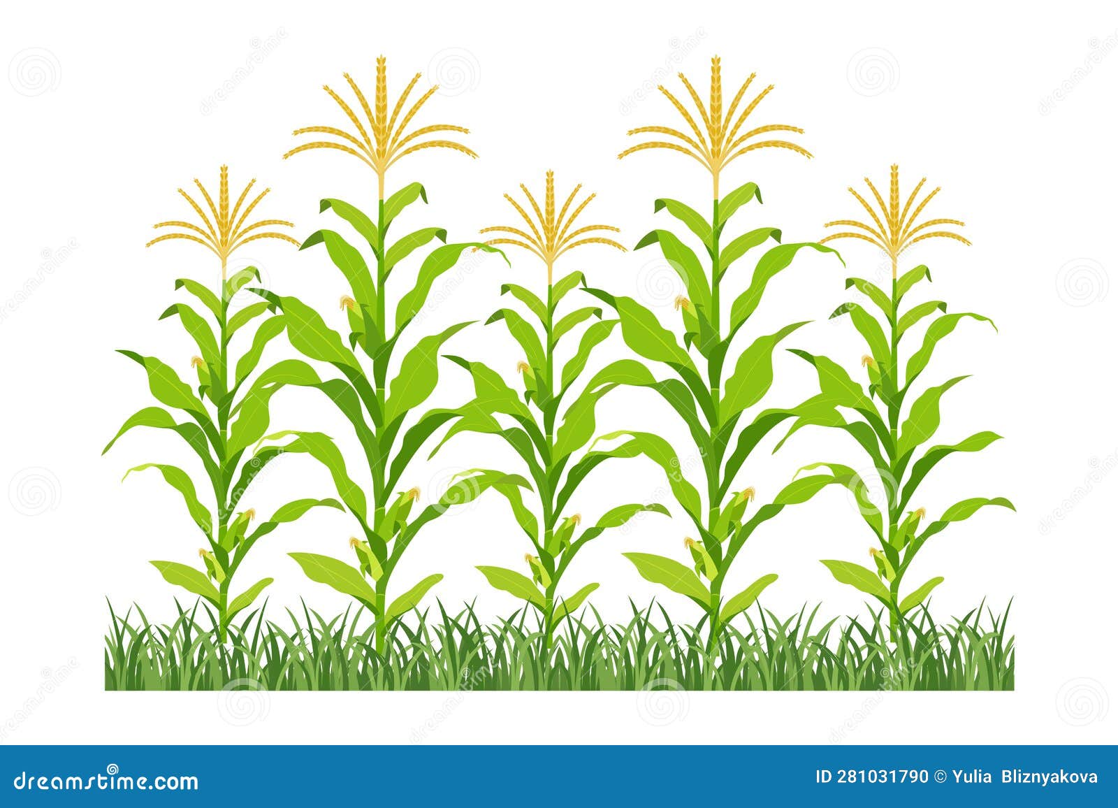 Field of Maize in Bloom. Background of Agricultural Plants Stock Vector ...