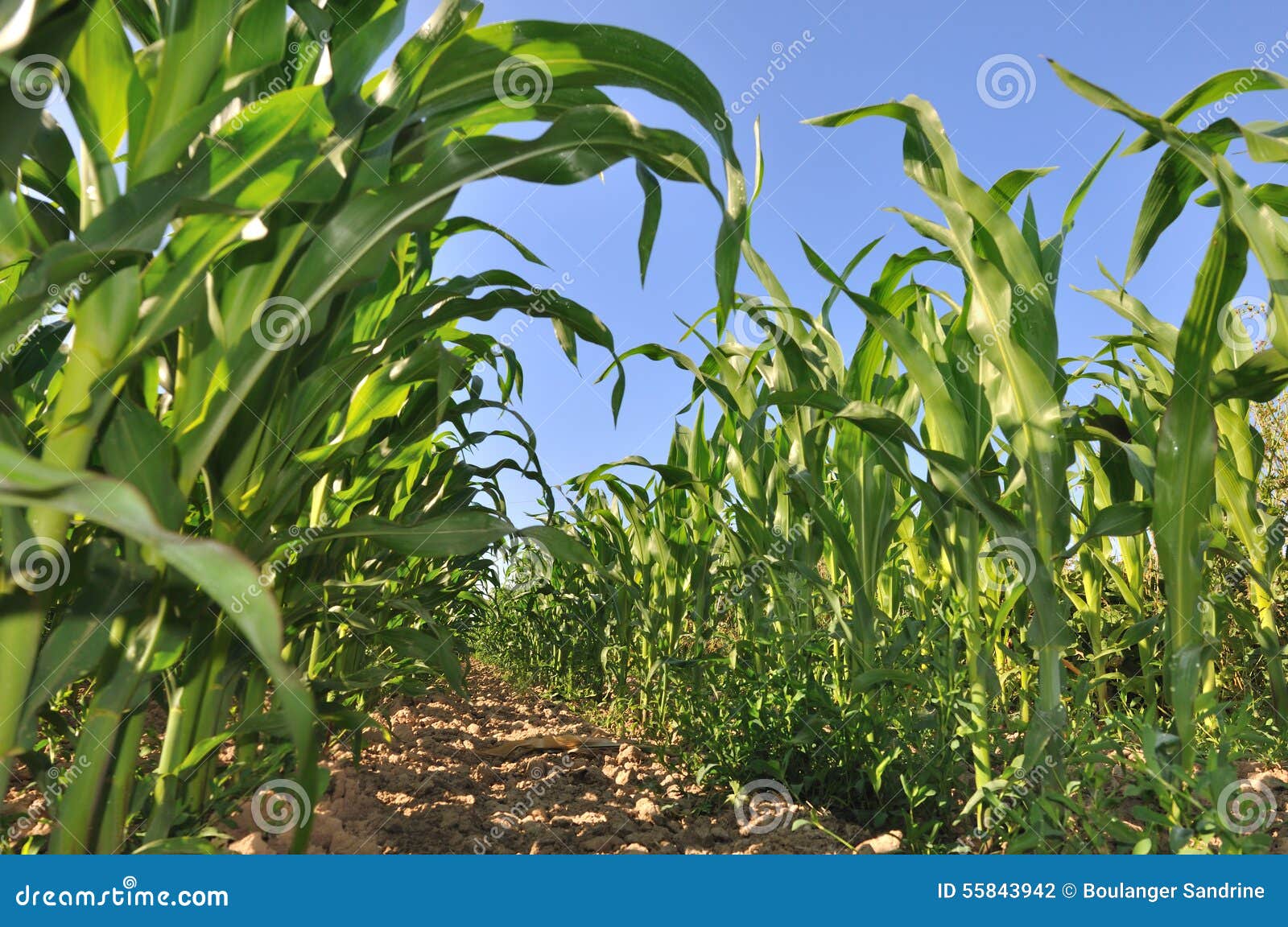 Field of maize stock photo. Image of agriculture, farm - 55843942