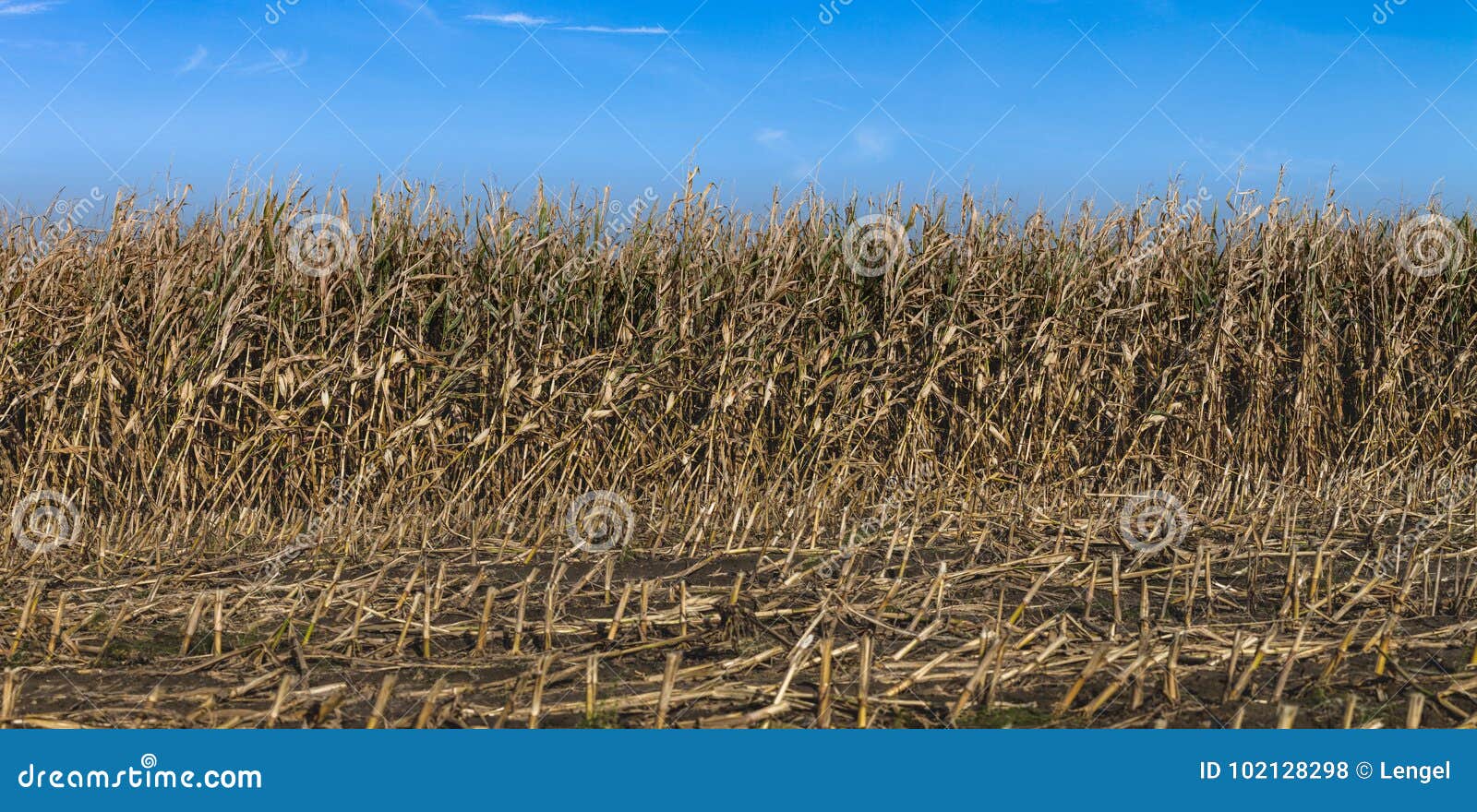 Field of maize. stock photo. Image of provender, yellow - 102128298