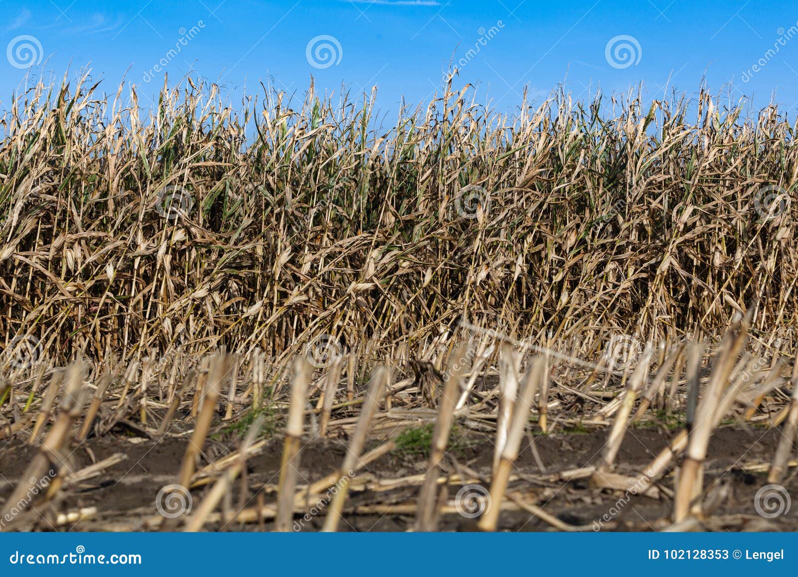 Field of maize. stock image. Image of field, corn, brown - 102128353