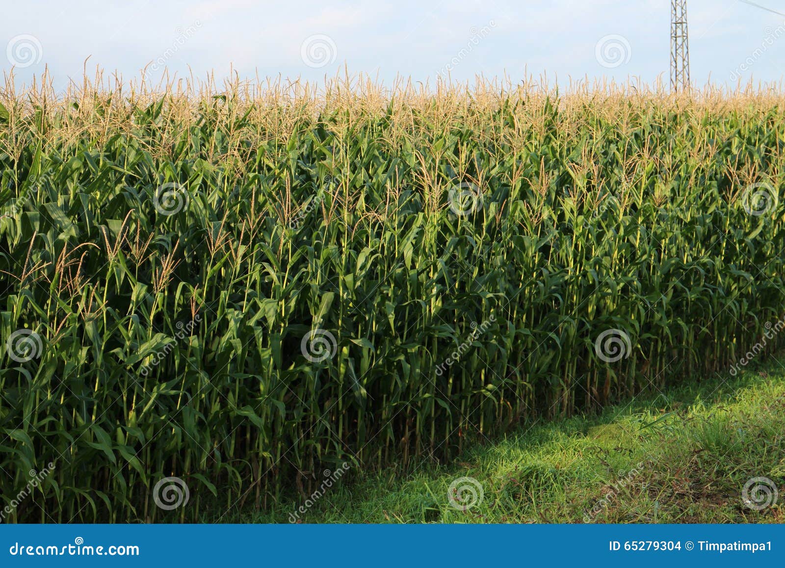 Field with maize stock photo. Image of maize, ripeness - 65279304