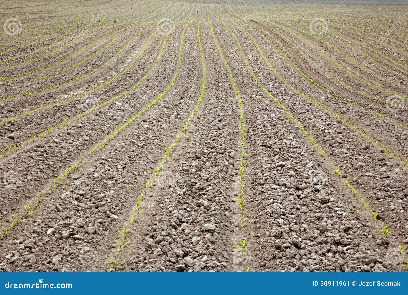 Field of maize in spring stock image. Image of husbandry - 30911961