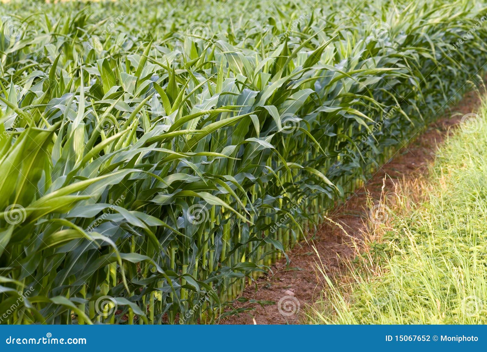 Field of Maize in the Summer Stock Photo - Image of agriculture, health ...