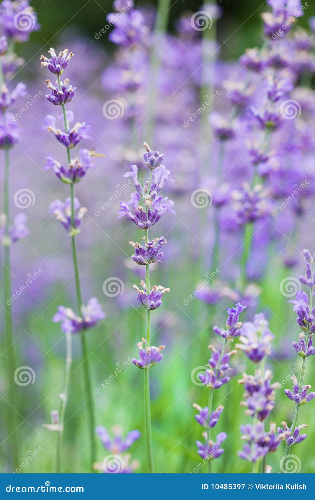 Field with many flowers stock image. Image of flora, bunch - 10485397