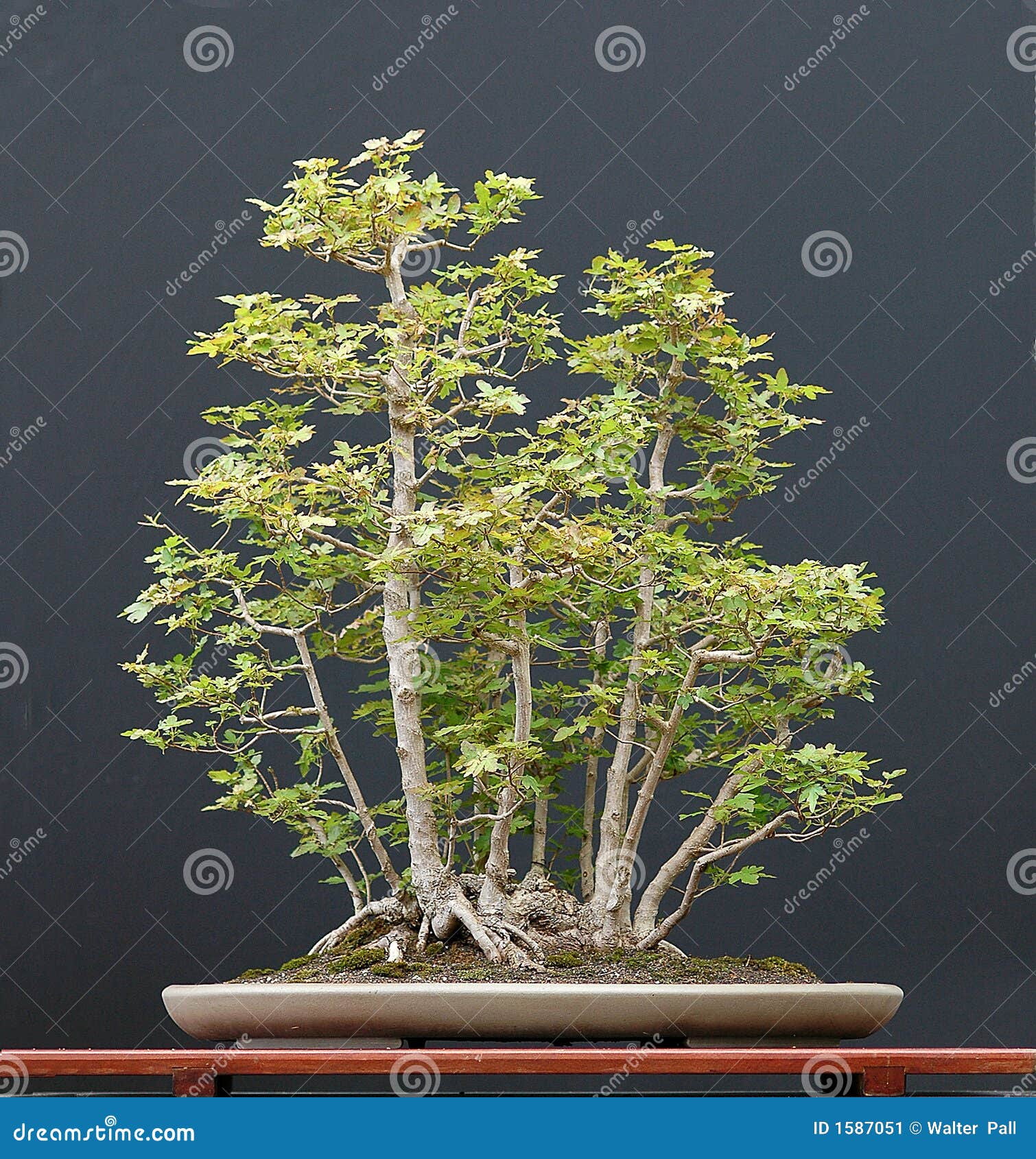 Field maple bonsai stock image. Image of campestre, plant - 1587051