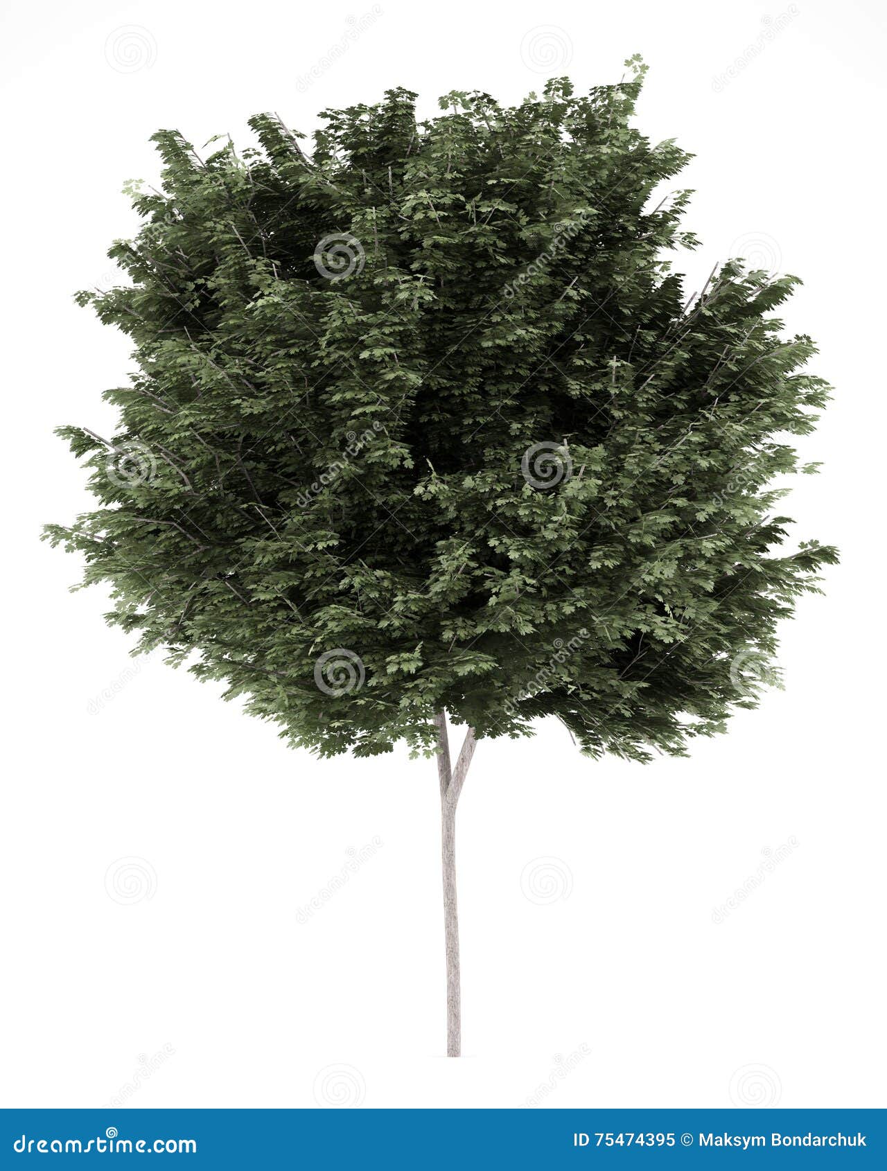 2,677 Field Maple Tree White Background Photos - Free & Royalty-Free ...