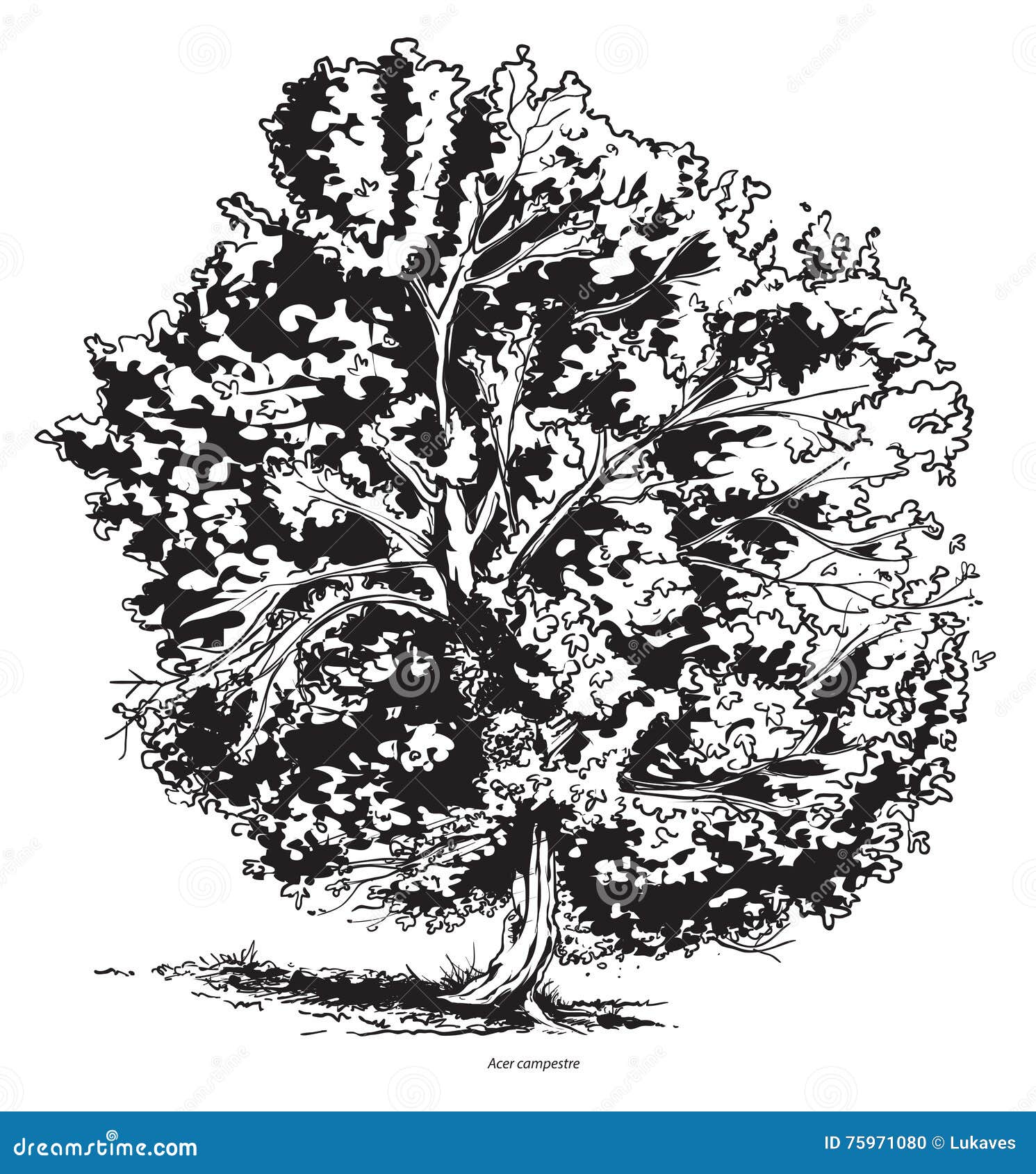 Field maple tree stock vector. Illustration of large - 75971080