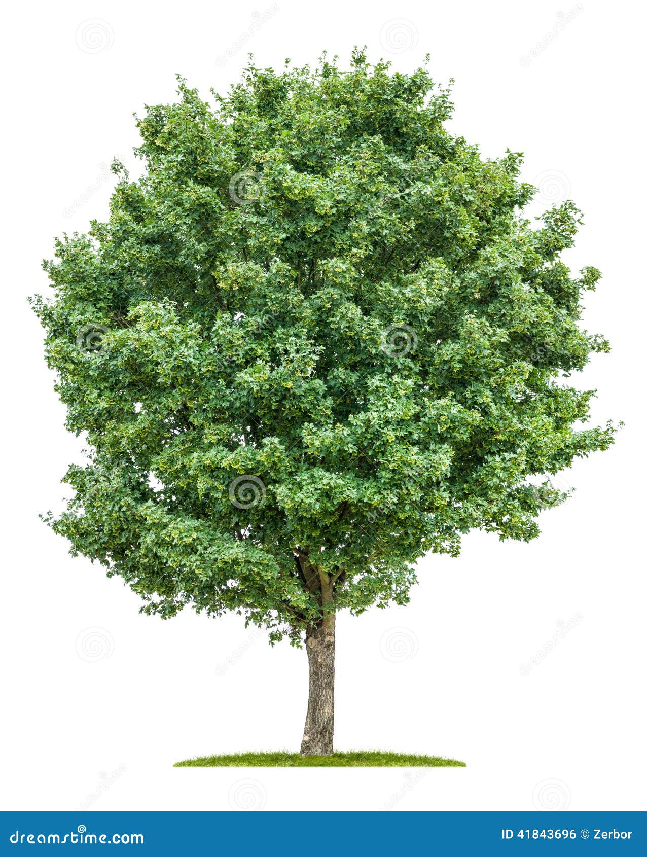 Maple Tree White Background