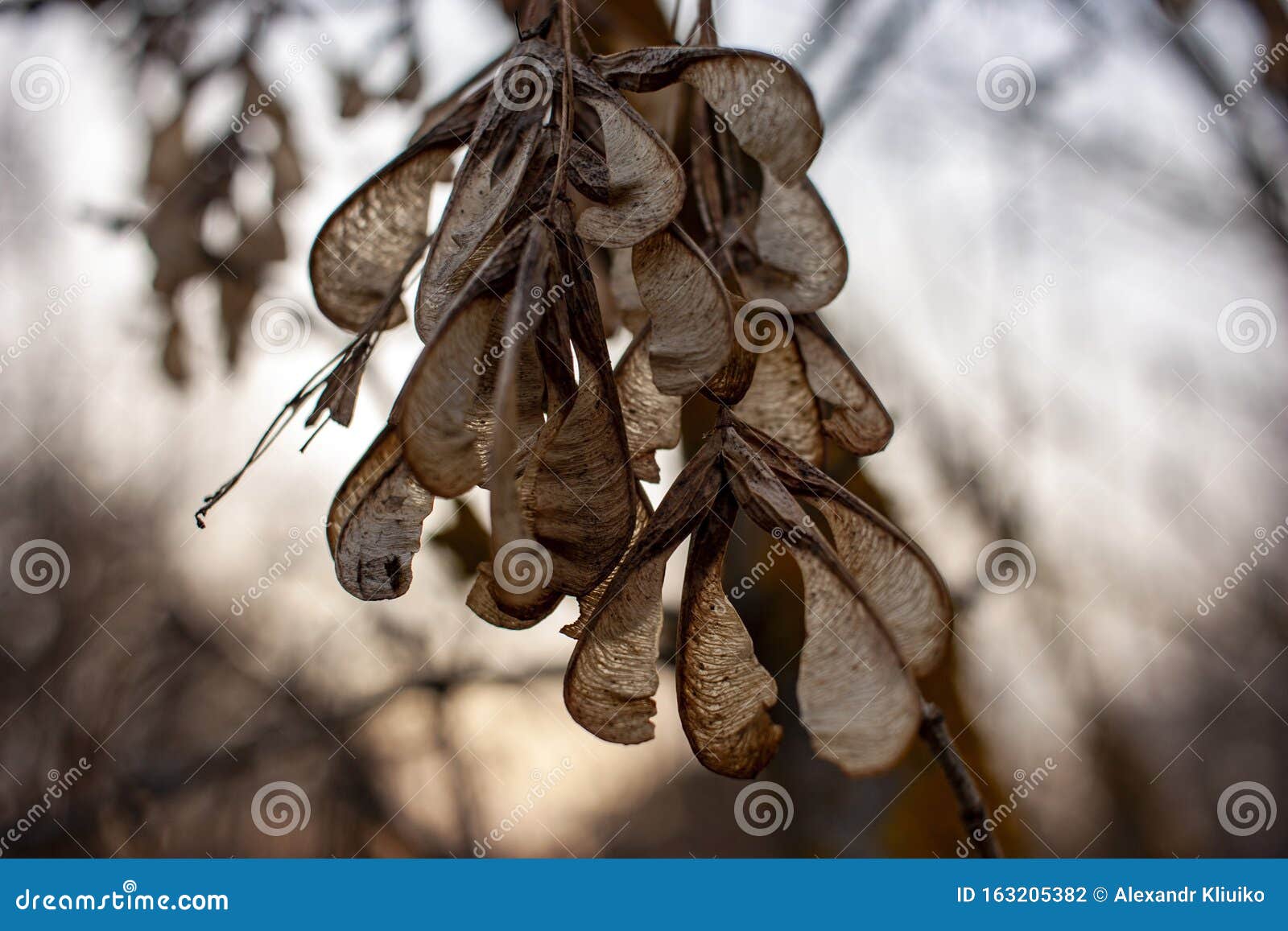 Field Maple Winged Seeds, Close-up on a Fall Day at Sunset Stock Photo ...