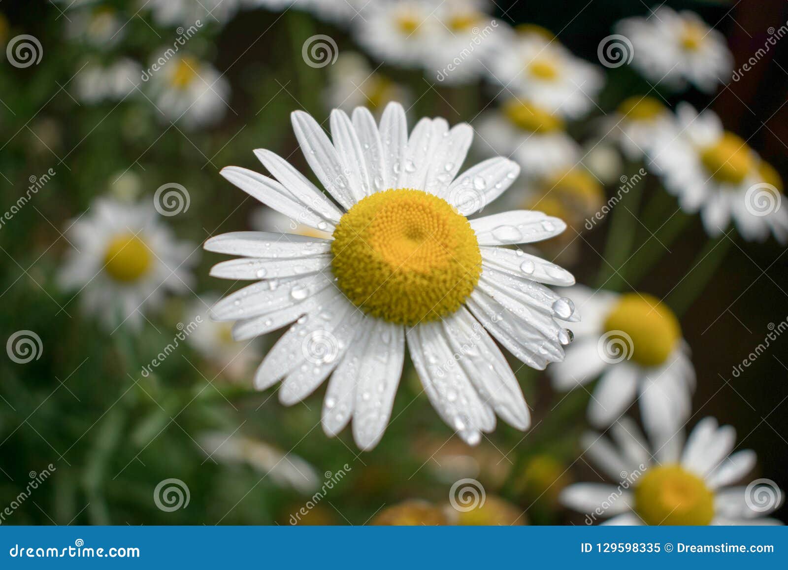 A Field of Marguerite Flower Stock Image - Image of bois, sunny: 129598335