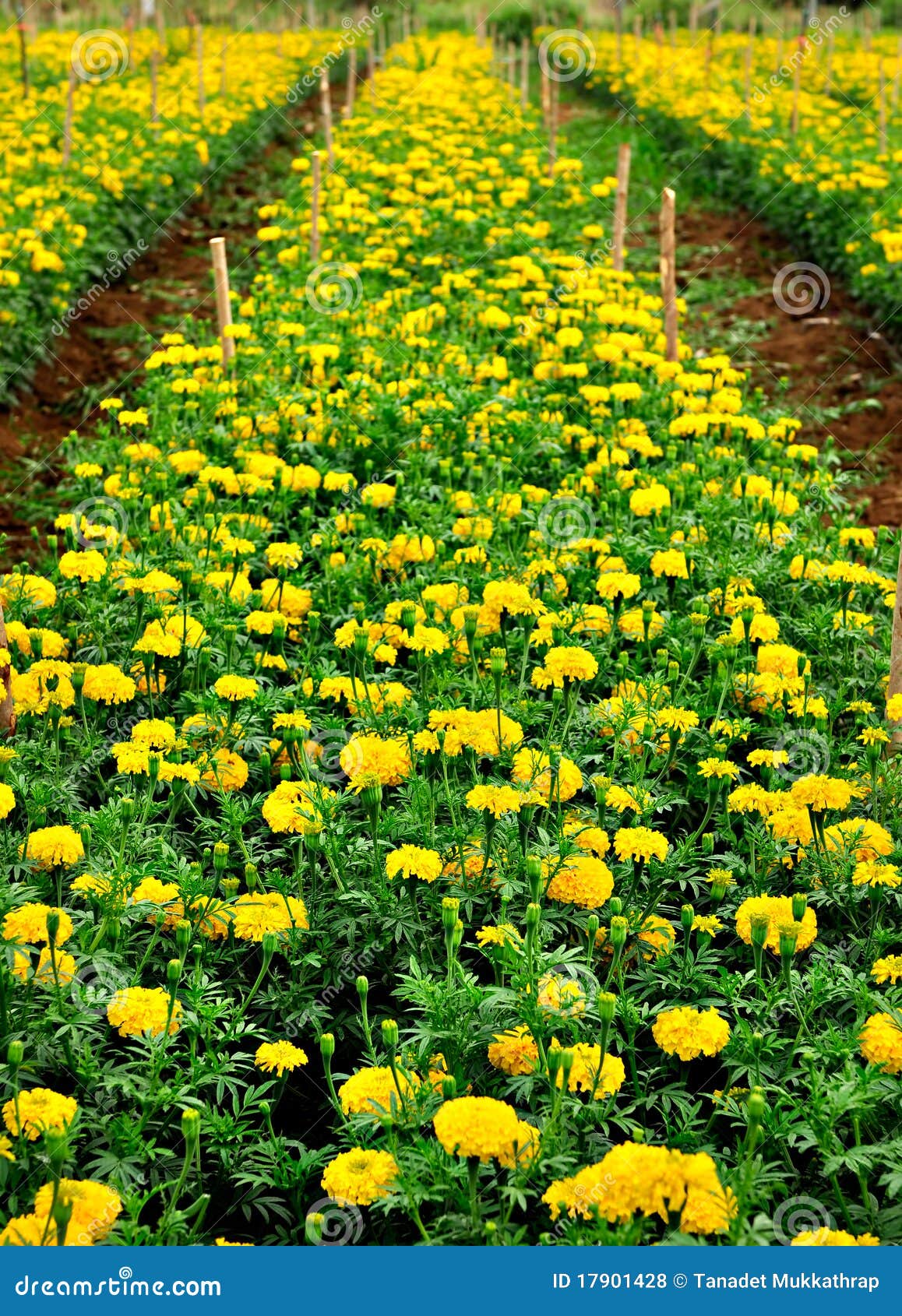 Field of Marigold stock photo. Image of ground, garden - 17901428