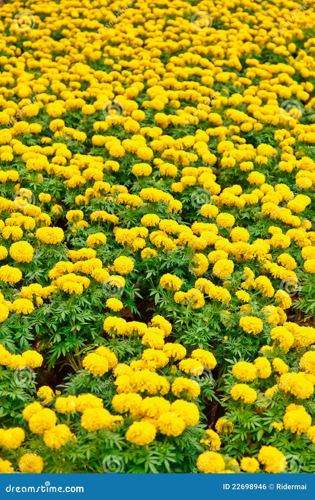 The Field of Marigold stock photo. Image of decoration - 22698946