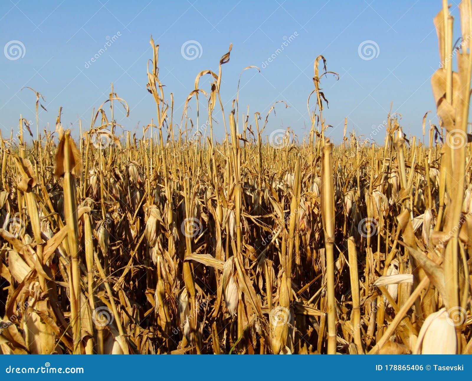 Field with mature corn stock photo. Image of landscape - 178865406