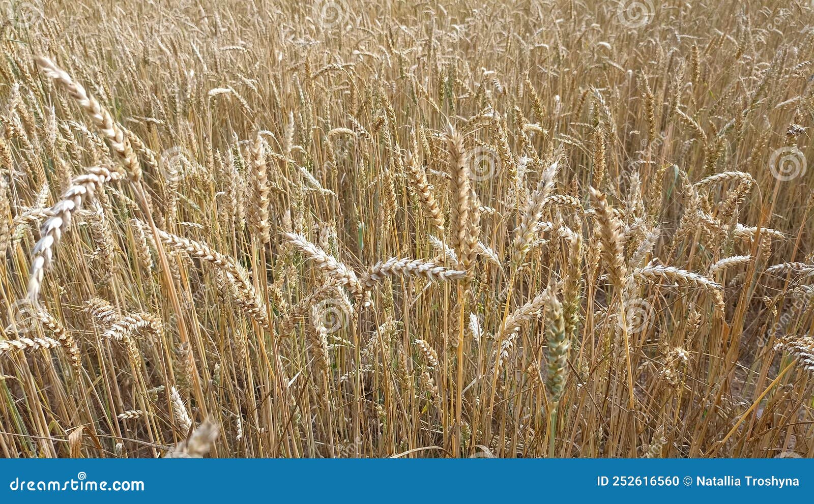 Field Mature Ears of Wheat Beautiful Texture Background Stock Photo ...