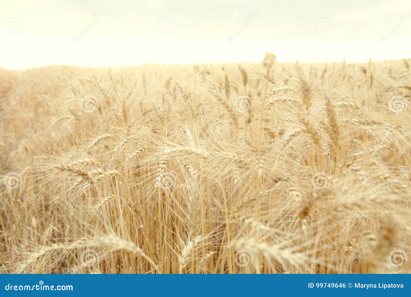 Field with Mature Yellow Wheat. Spikelets of Wheat on Field. Stock ...