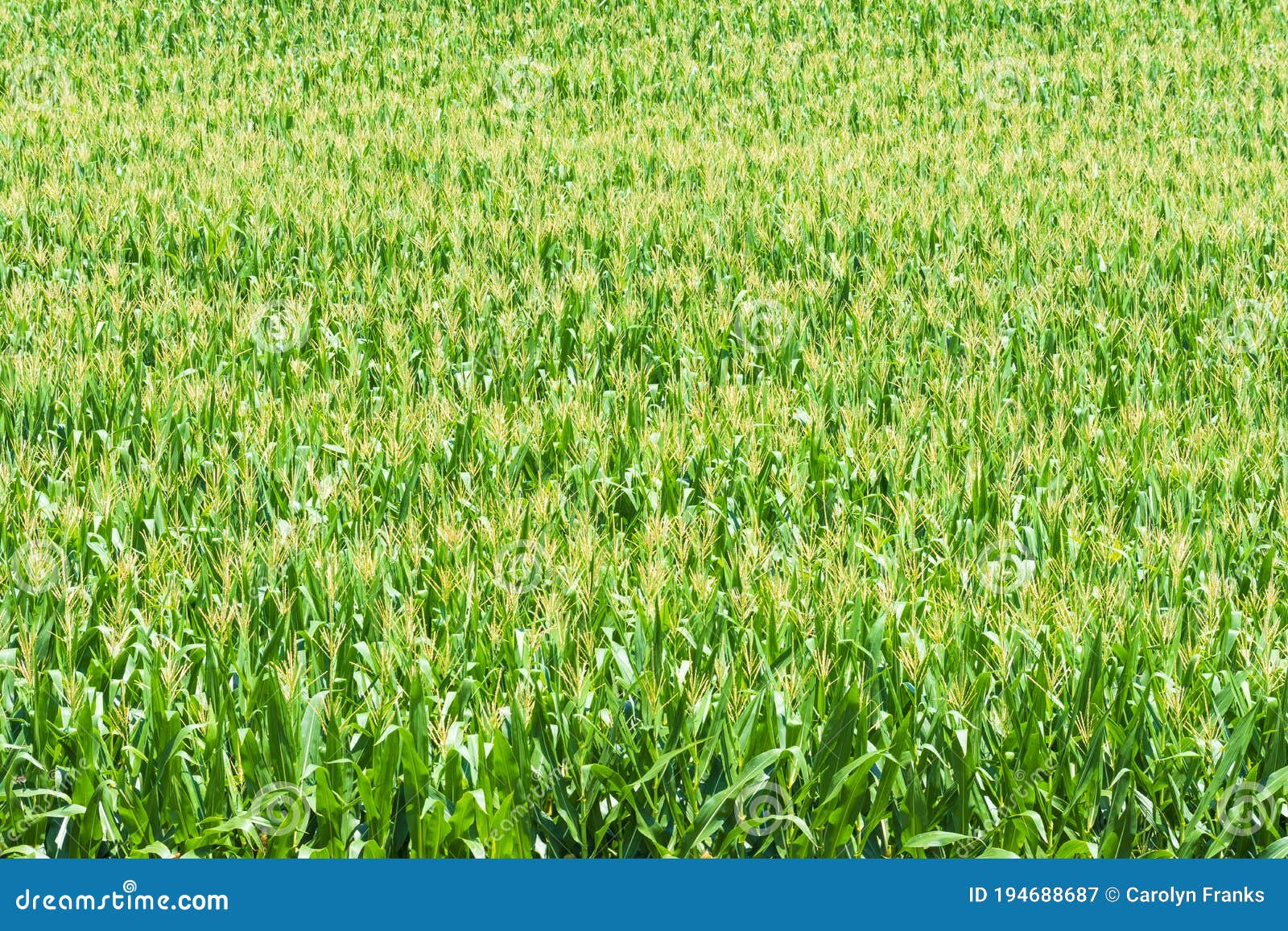 Field of Maturing Corn in Tennessee Stock Image - Image of harvest ...