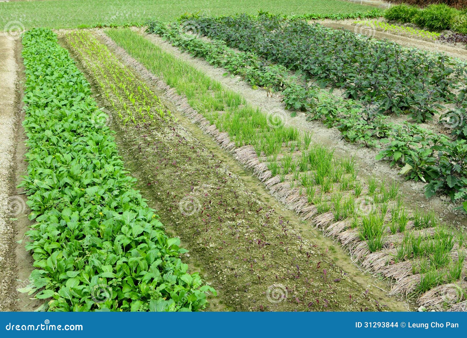 Field and meadow stock photo. Image of soil, fresh, nature - 31293844