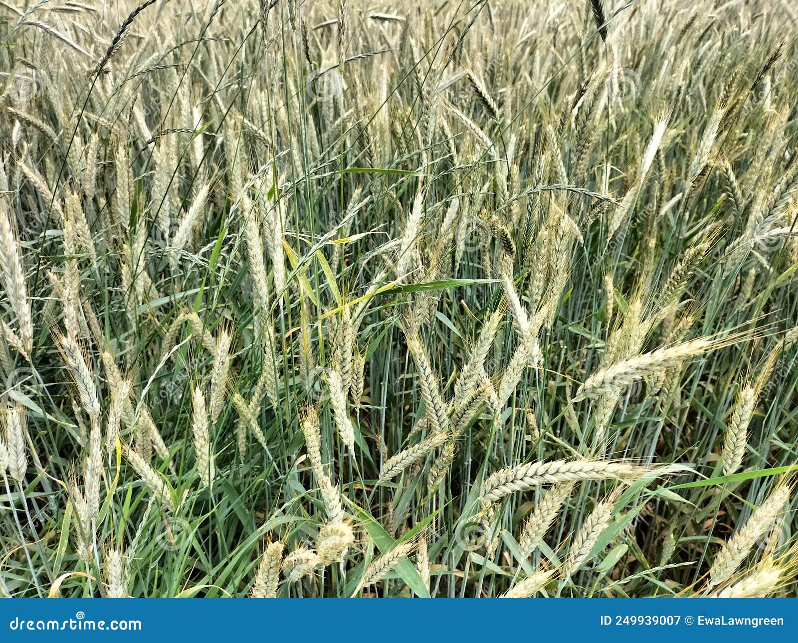 Field, Meadow, Triticale, Triticale Cultivation in the Countryside ...