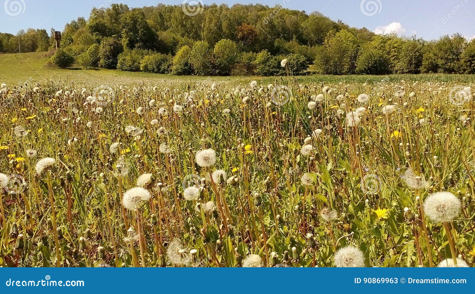 Field milkweed stock image. Image of nfresh, freshness - 90869963