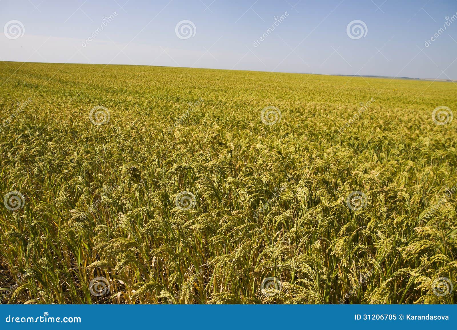Field with millet crop stock image. Image of harvest - 31206705