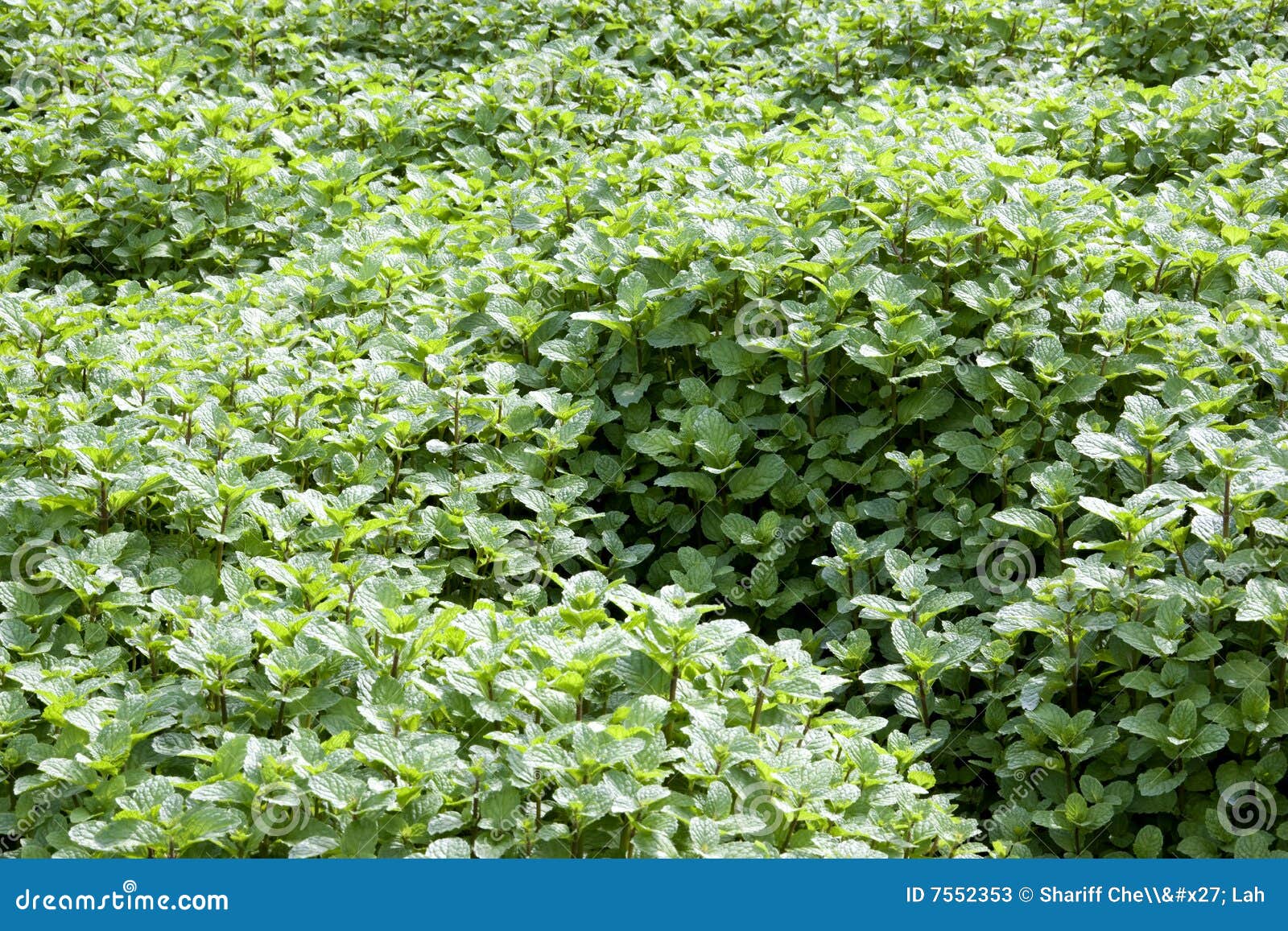 Field of Mint Leaves stock image. Image of healthy, food - 7552353