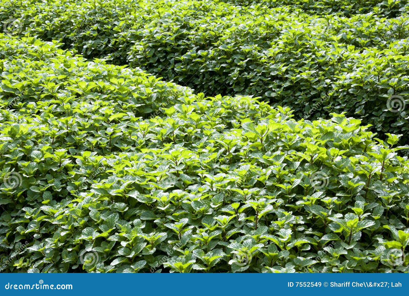 Field of Mint Leaves stock image. Image of gourmet, fresh - 7552549
