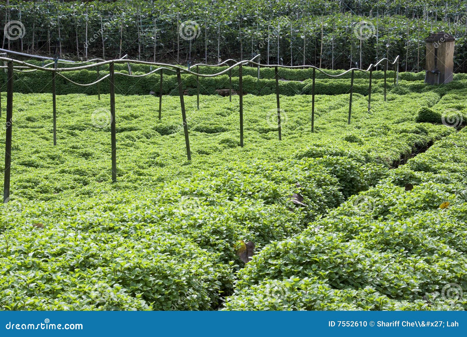 Field of Mint Leaves stock photo. Image of garnish, mint - 7552610