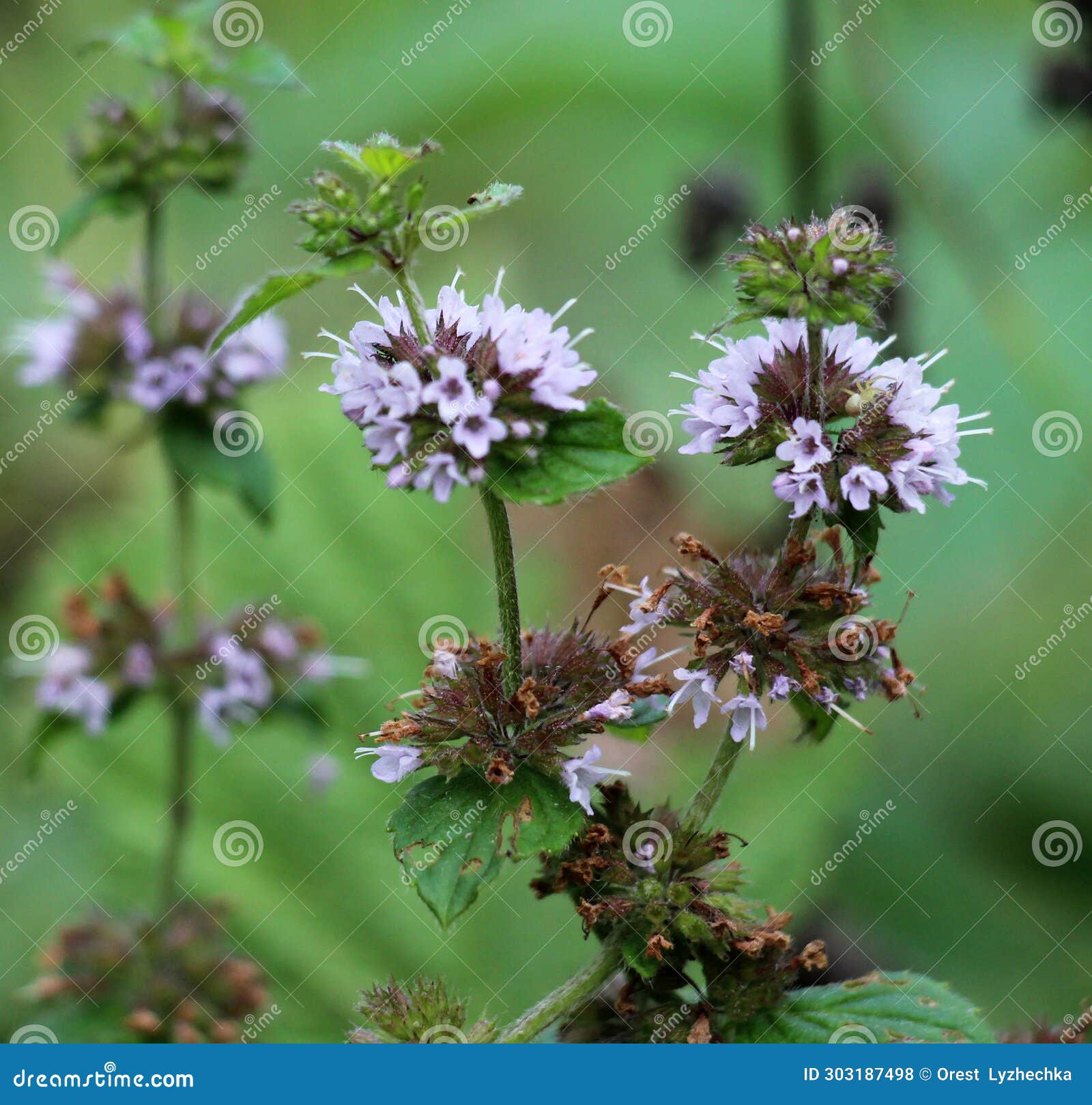 Field Mint (Mentha Arvensis) Grows in Nature Stock Photo - Image of ...