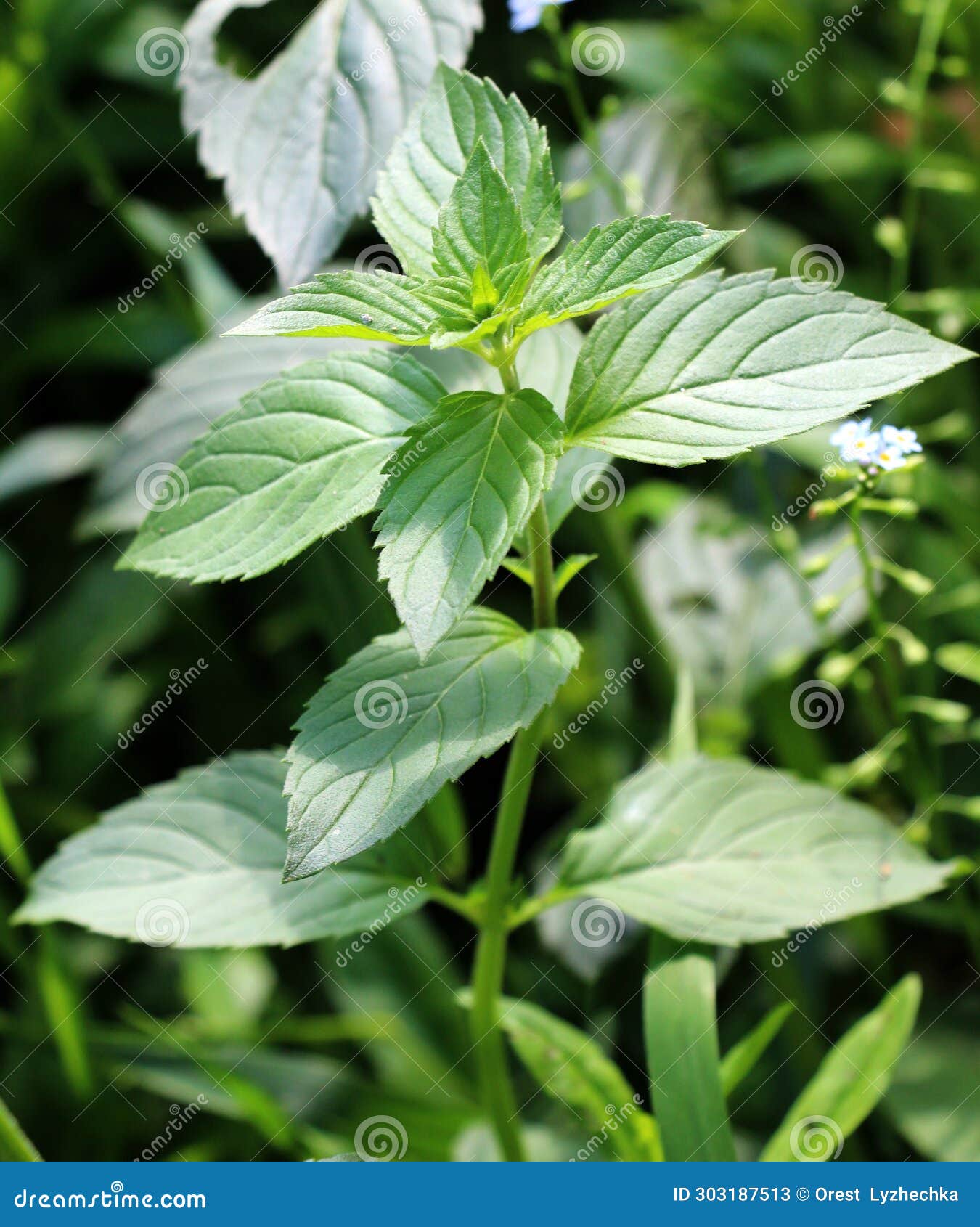 Field Mint (Mentha Arvensis) Grows in Nature Stock Image - Image of ...