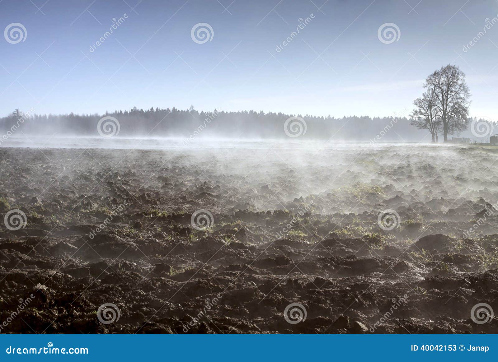 Field in Mist and Double Tree in Morning Fog Stock Image - Image of ...