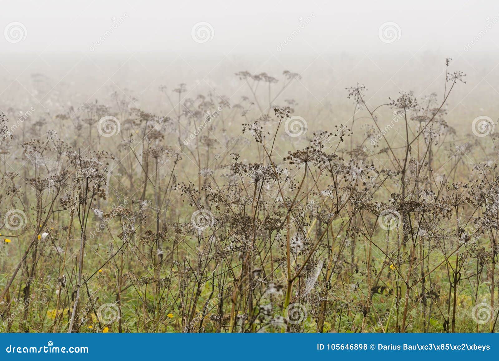 Field in the mist stock photo. Image of morning, fogy - 105646898