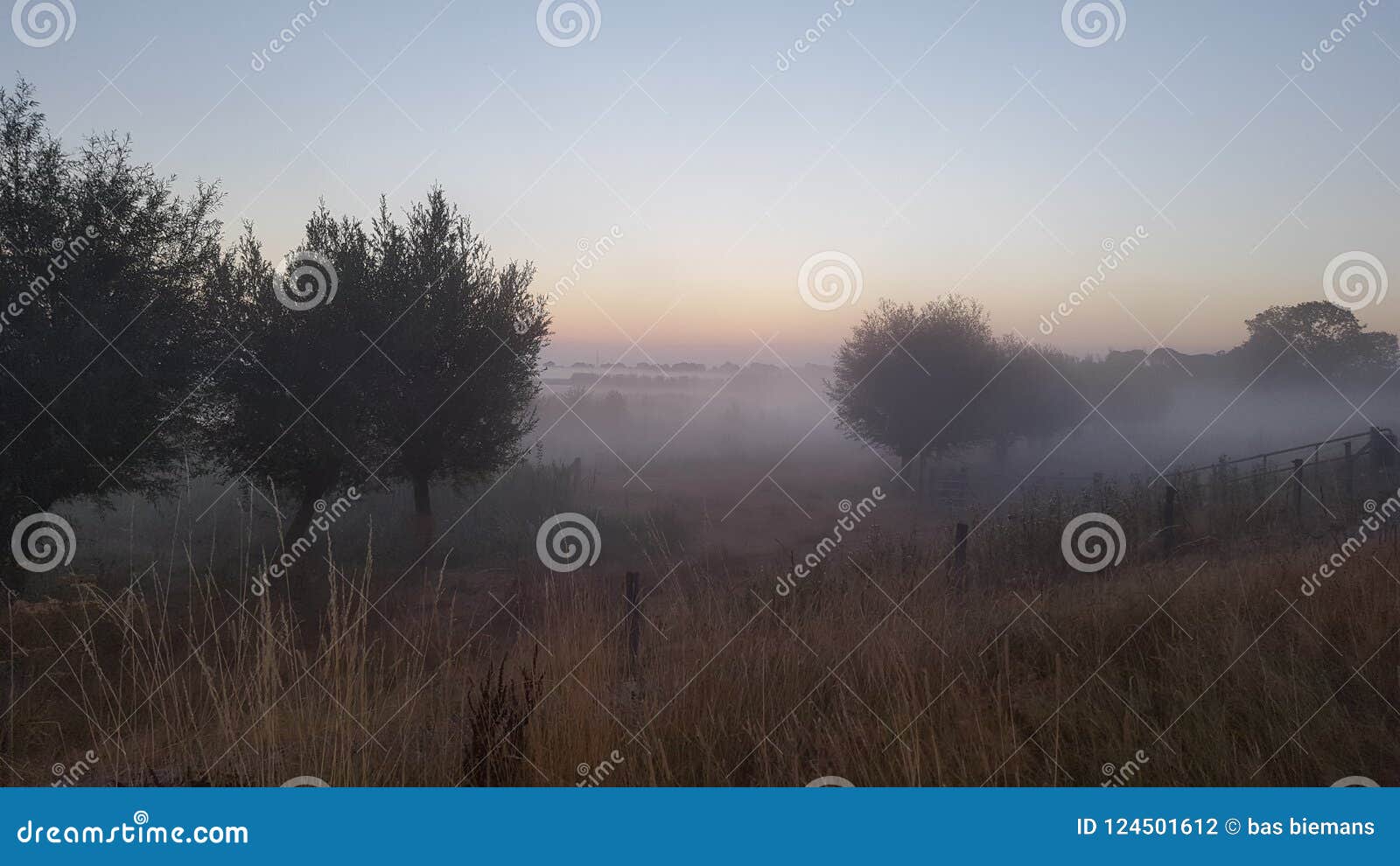 Mist in field stock photo. Image of poles, trees, field - 124501612