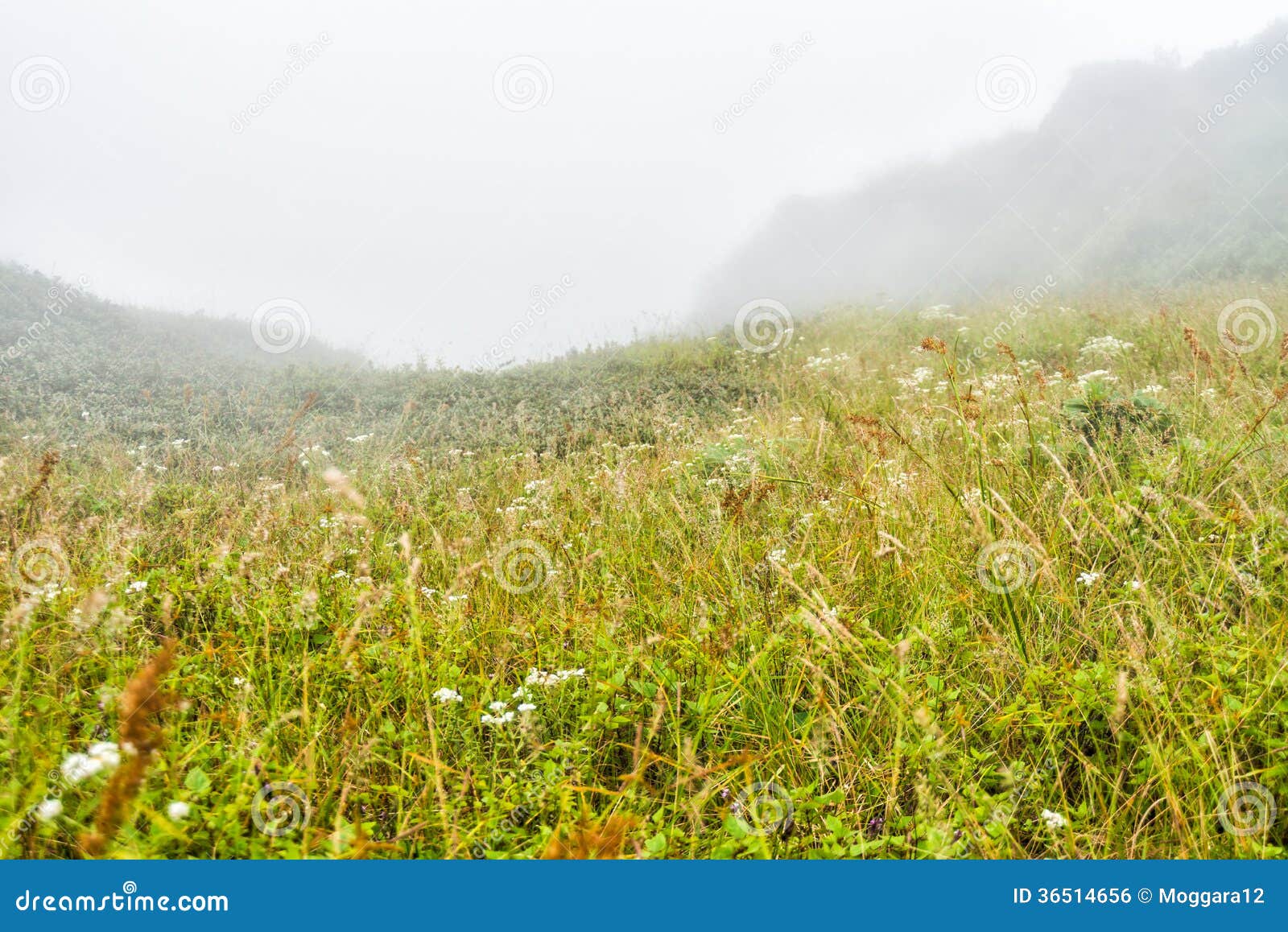 Field with Misty on Mountain Stock Photo - Image of horizon, green ...