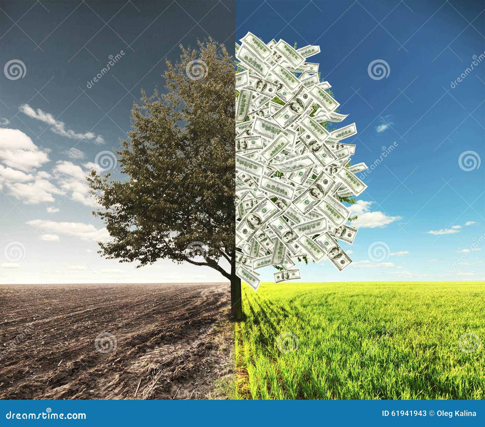 The field and money tree stock image. Image of capital - 61941943