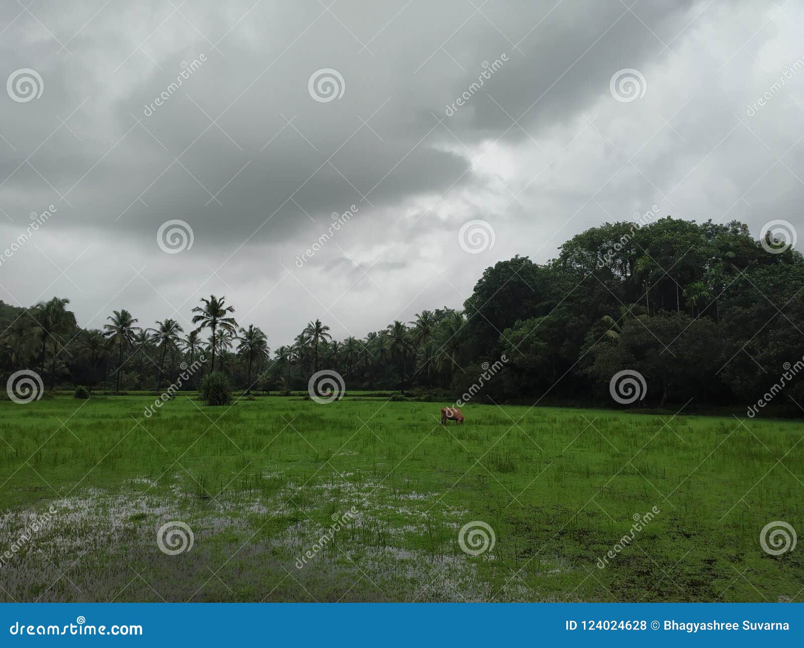 Open field India stock photo. Image of monsoon, nature - 124024628
