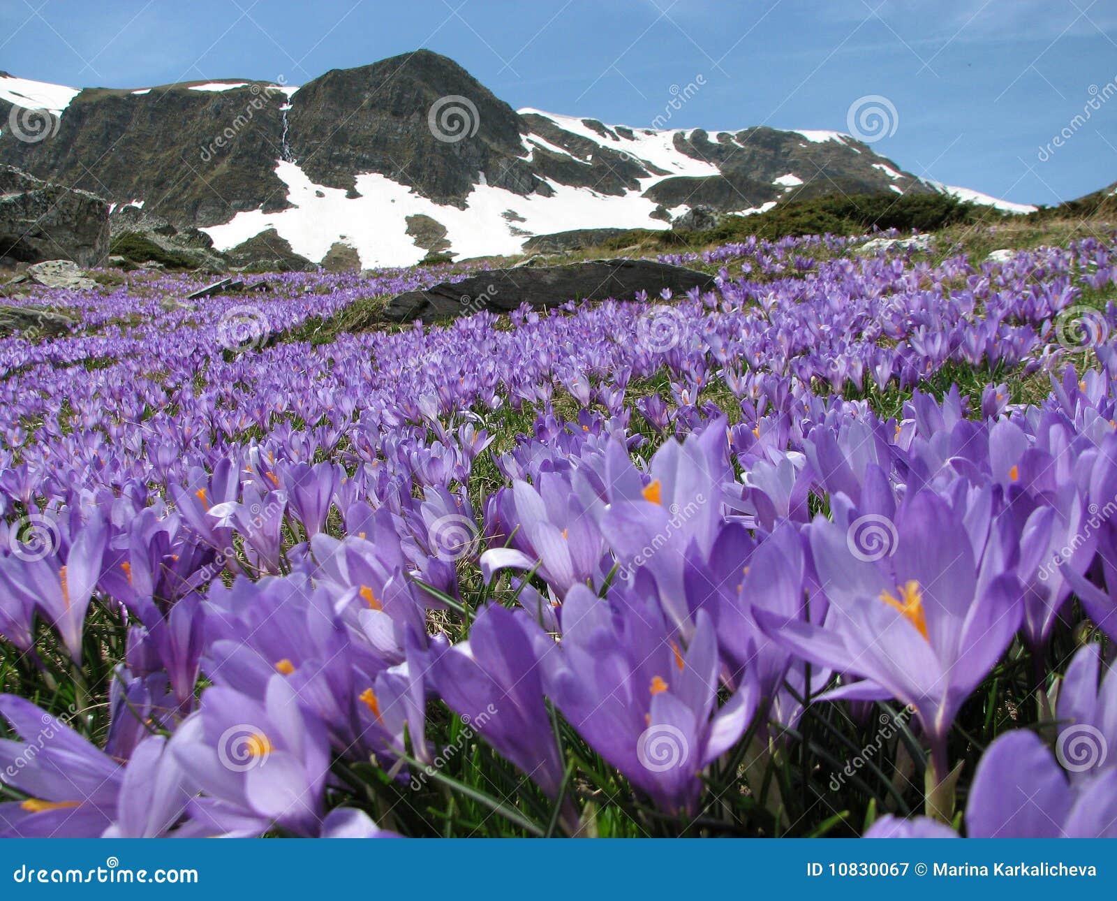 Field of mountain crocuses stock image. Image of botanical - 10830067